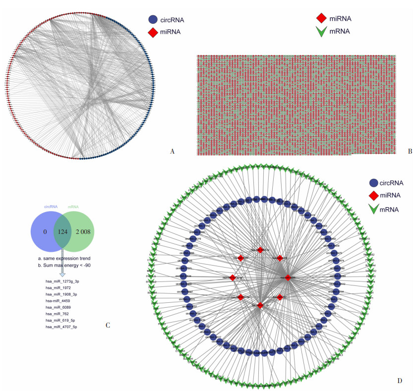RNA测序揭示肾母细胞瘤中潜在的circRNA-miRNA-mRNA调控网络