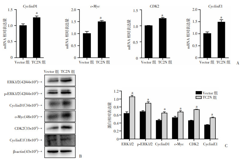 TC 2 N 基因促进黑色素瘤的生长及其机制