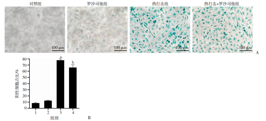 罗沙司他通过上调HIF-1α减轻热打击诱导的肾小管上皮细胞凋亡与衰老